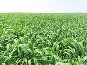 Land for Sale - Property Information, Makoti, ND 58756 - 156 acres