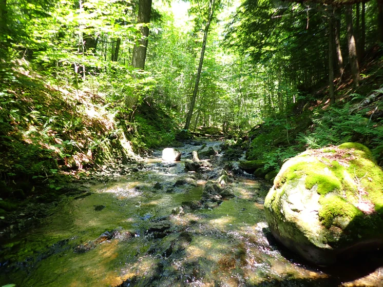 Land for Sale - Plunkton Road, Warren, VT 05674 - 88.5 acres