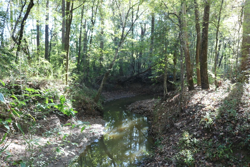 Land for Sale - Hemphill, TX 75948 - 31 acres