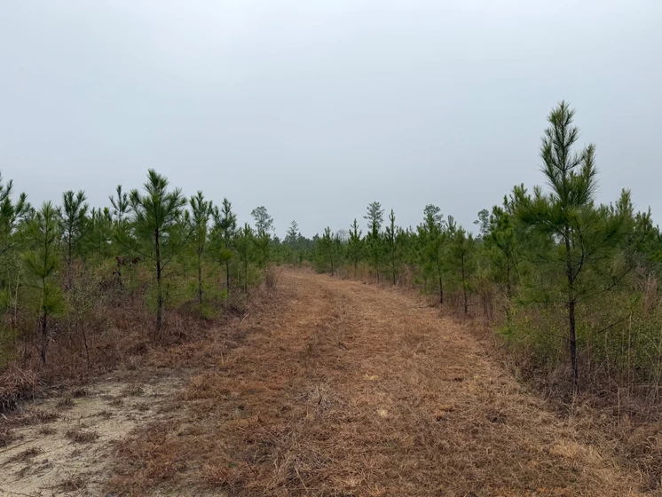 Land for Sale - FIRE TOWER ROAD, Chatom, AL 36518 - 113 acres